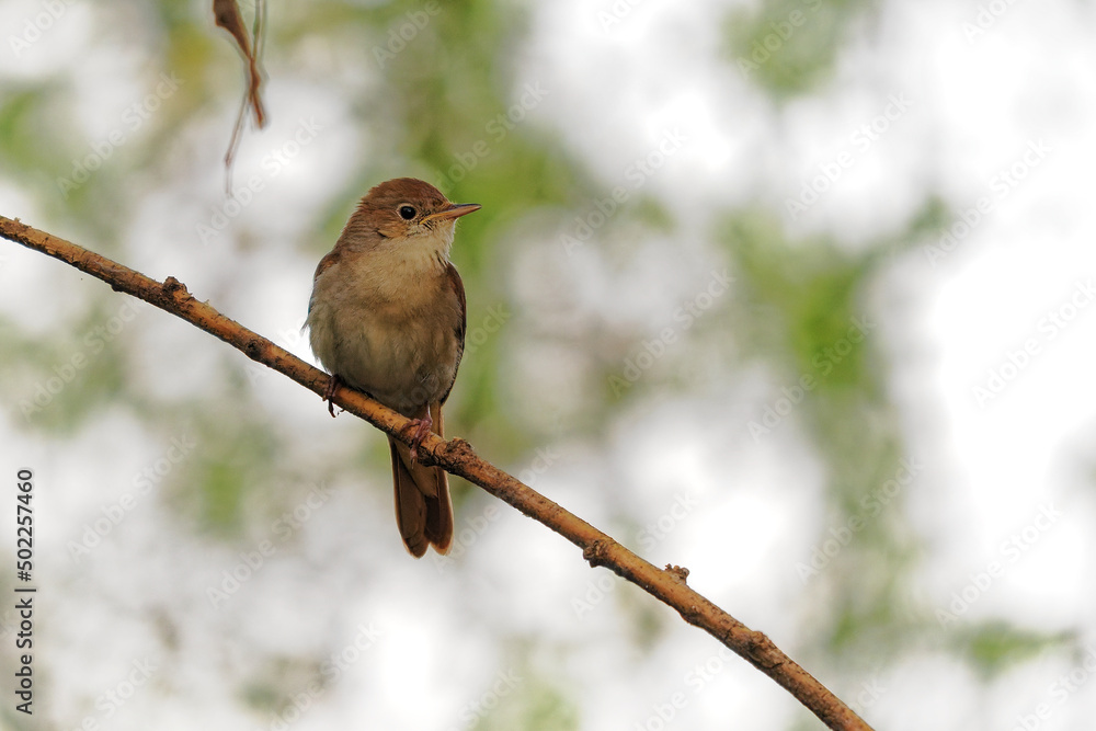Common Nightingale - Luscinia megarhynchos also known as rufous ...