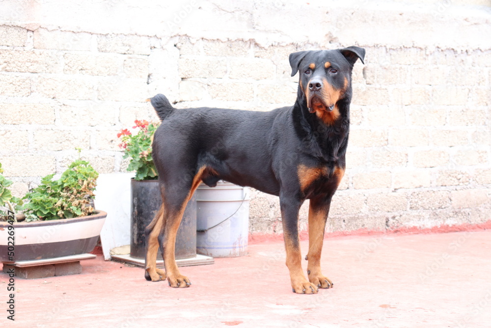 Rottweiler alpha male dog black with golden spots purebred as a ...