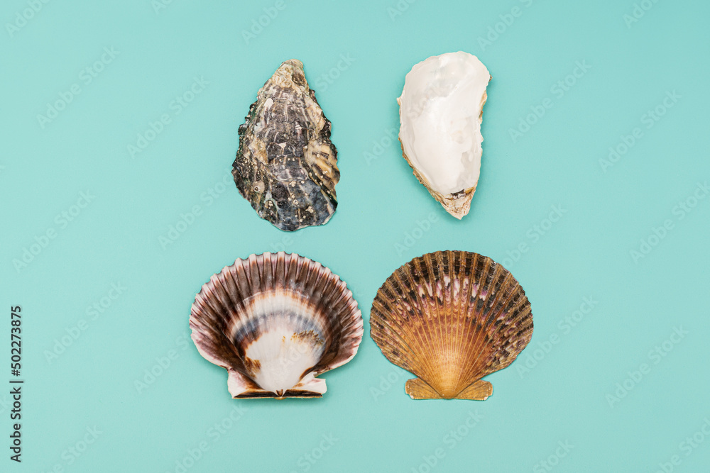 Oyster and scallop shells on a green background. Luxury seafood mollusk ...