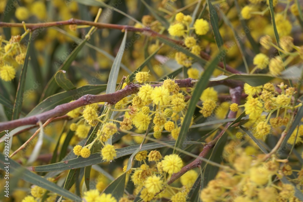 Flowers of a Retinodes water wattle, Acacia retinodes Stock Photo ...