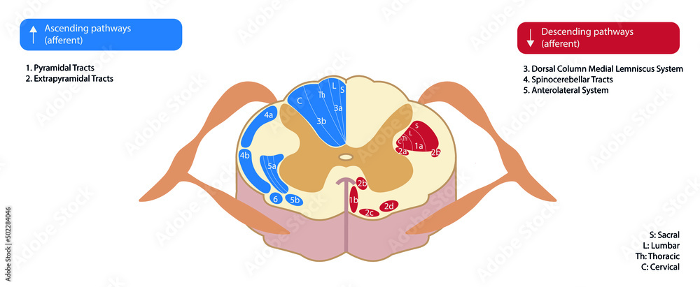 Ascending and descending spinal tracts. Somatic motor system ...