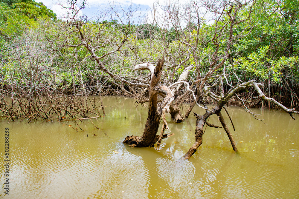Dead trees in the water, Climate change affect to Mangroves ecosystems ...