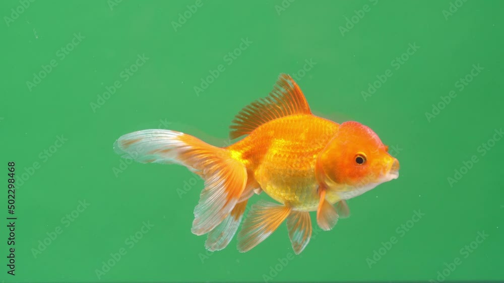 Gold Fish On Green Screen Background Stock ビデオ | Adobe Stock