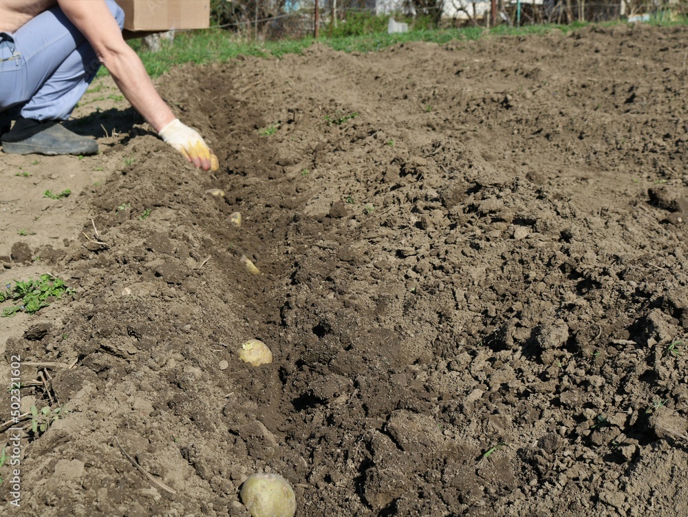 hand planting potatoes in garden land on a bright sunny day, growing ...
