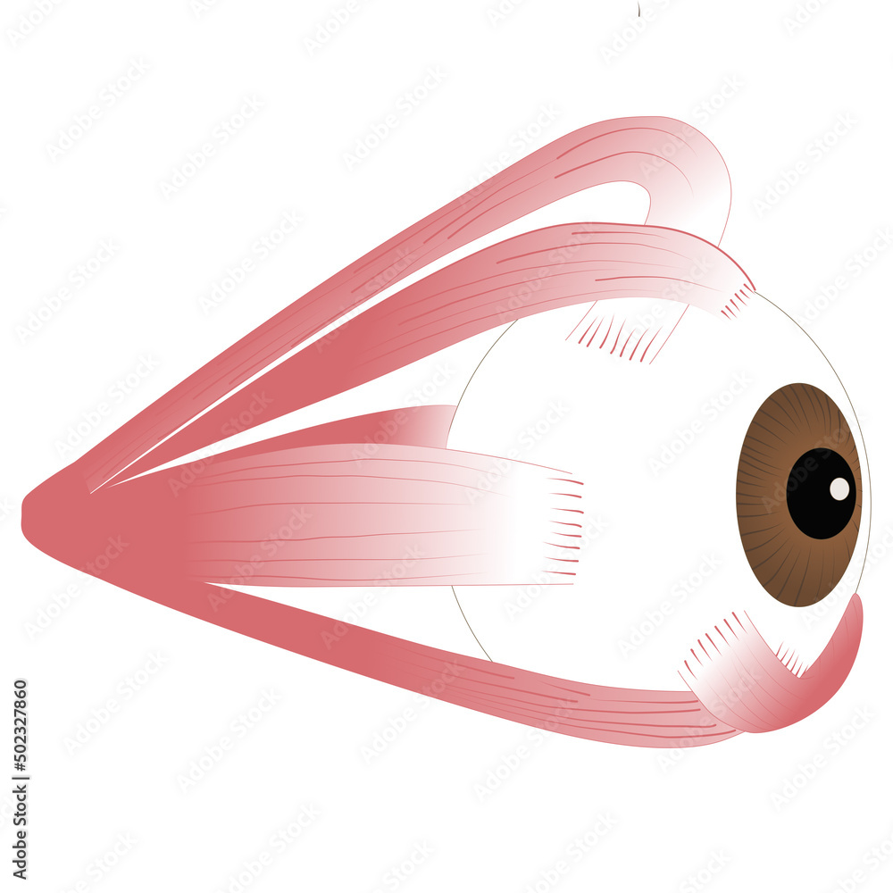 Diagram of human eyeball for biology and medical Stock Illustration ...