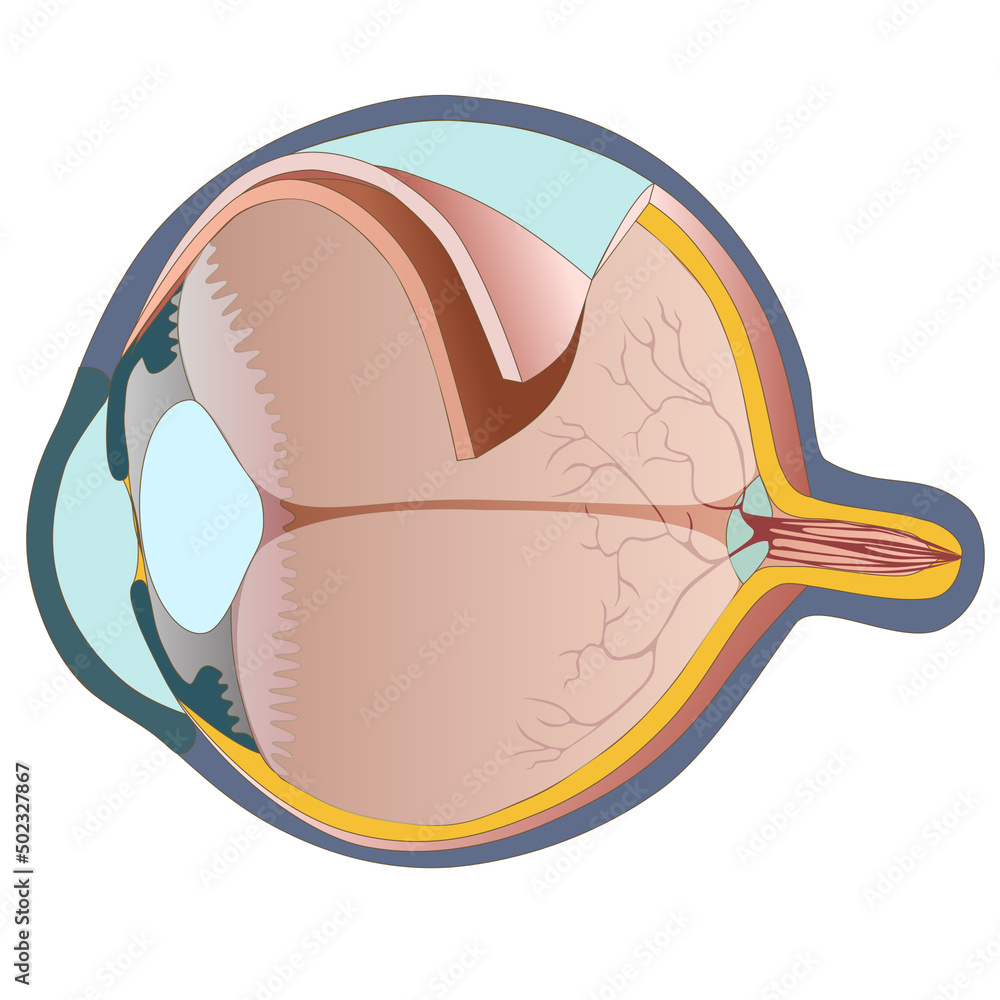 anatomy of human eye for science education Stock Illustration | Adobe Stock