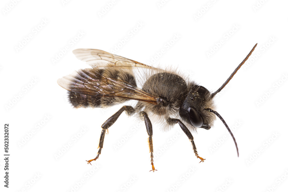 insects of europe - bees: macro of male Osmia bicornis red mason bee ...