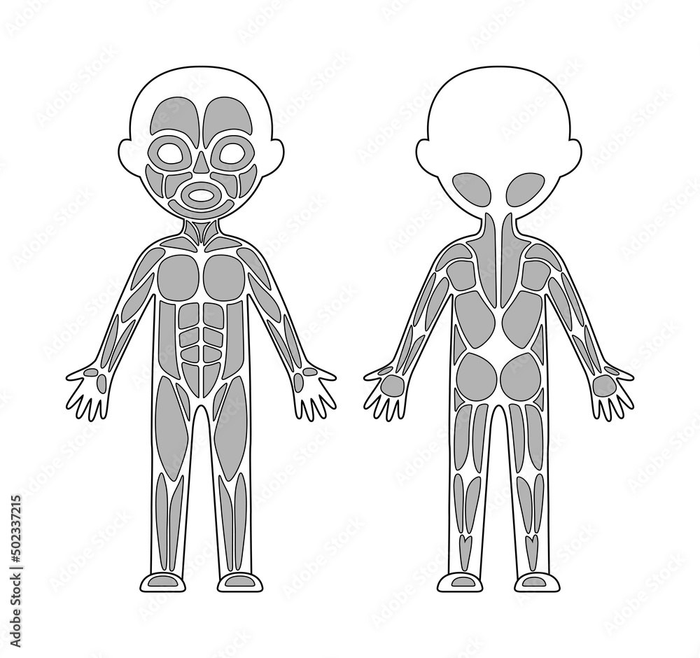 Human Muscular System. Template for Children. Front Back view. Black ...
