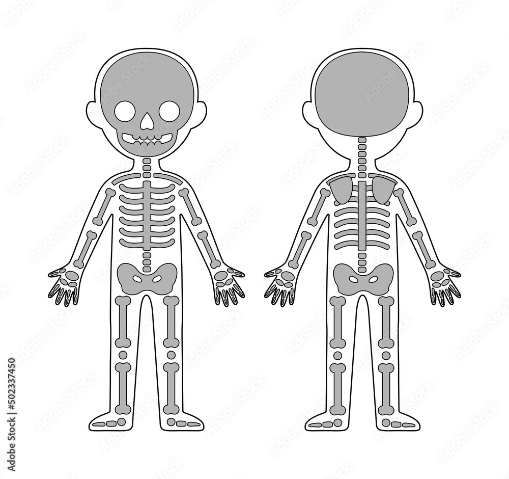 Human Skeletal System in Contour Style. Skeleton. Front Back view ...
