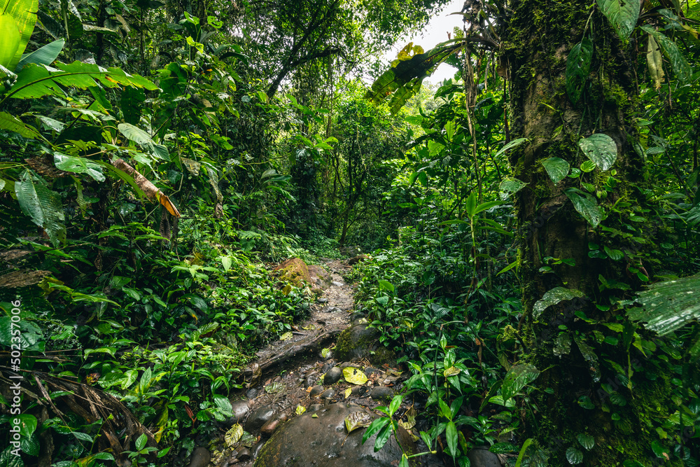 Ecuador Tropical Rainforest. Hiking trail in Amazon Cloud Forest ...