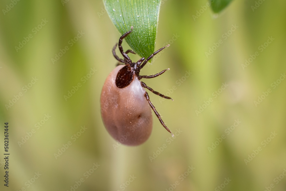 Tick waiting victim on blade of grass, a fat tick drunk on blood is ...