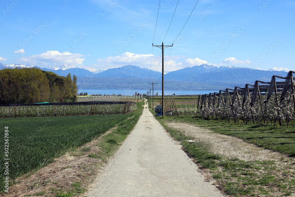 Chemin de campagne avec poteau électriques Stock Photo | Adobe Stock