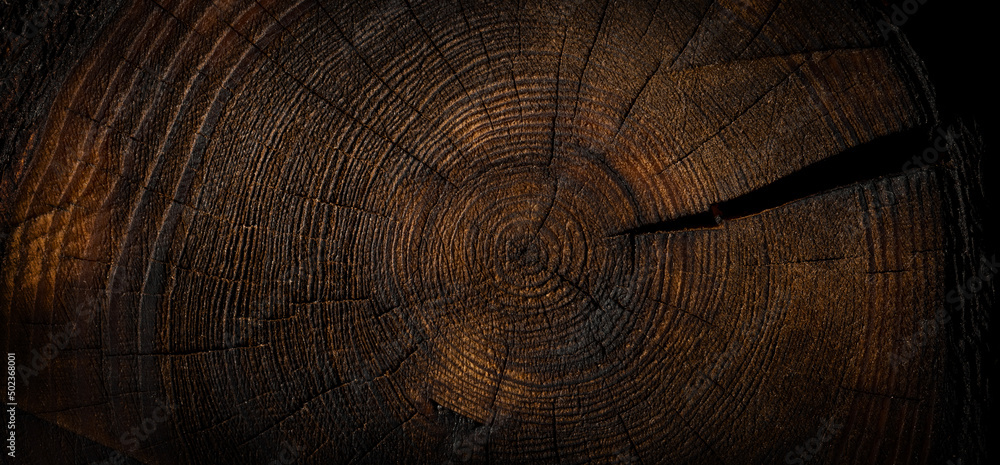 burnt wood texture background. tree cross section. banner Stock Photo ...