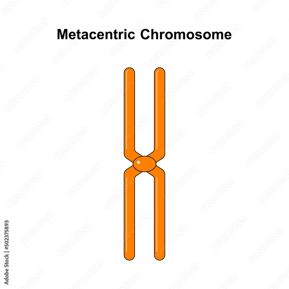 Scientific Designing of Metacentric Chromosome. Colorful Symbols ...