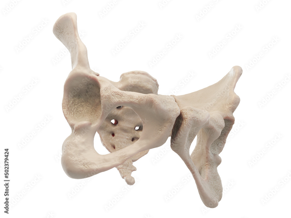 medical accurate illustration of the hip, medical accurate illustration ...