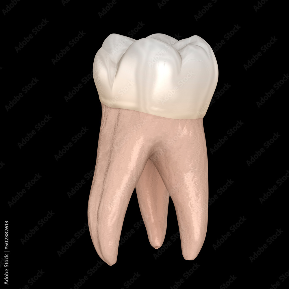 Dental anatomy - First maxillary molar tooth. Dental 3D illustration ...