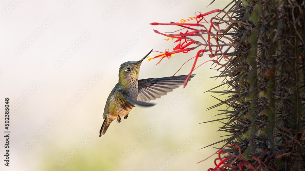 Picaflor chibird sephanoides sephaniodes aves colibri Chile fauna ...