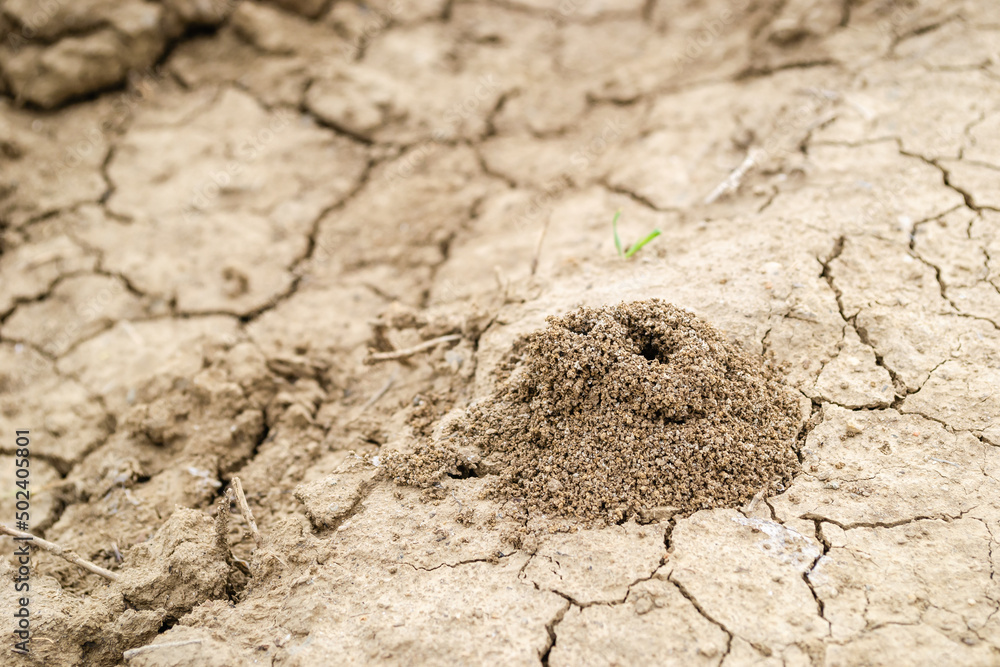 Close-up image of anthill in soil. Picture of an anthill built in the ...