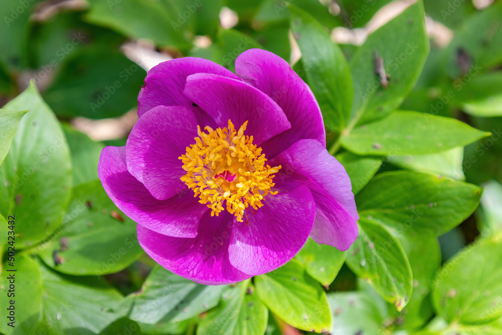 Paeonia broteri Boiss. & Reut is a perennial, herbaceous species of ...