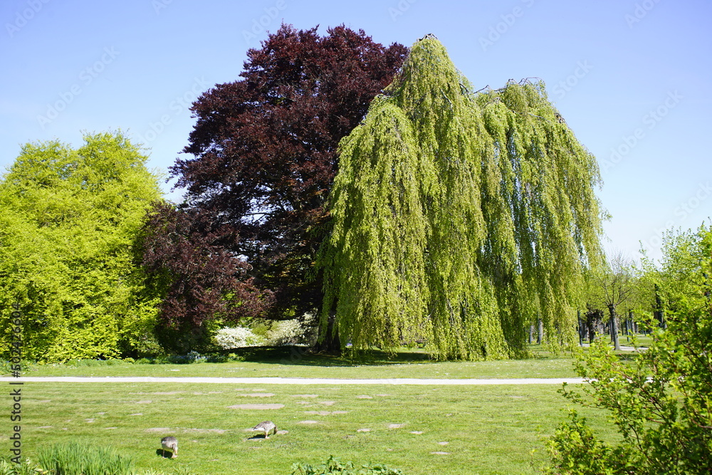 Fagus sylvatica “atropunicea purpurea” and Fagus sylvatica pendula ...