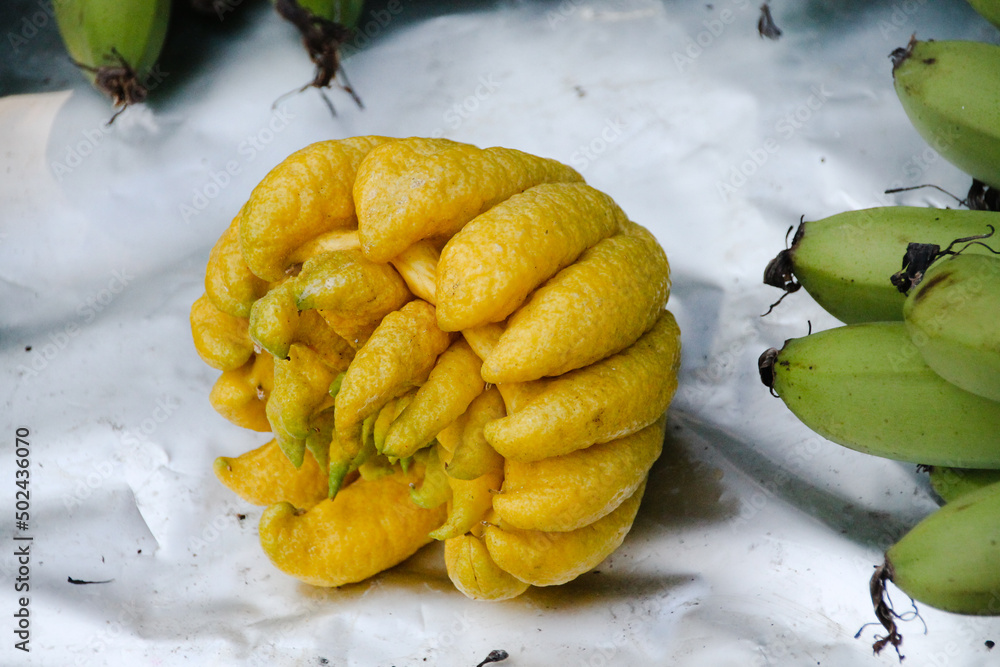 Buddha's hand fruit also known as Citrus medica var. sarcodactylis, or ...