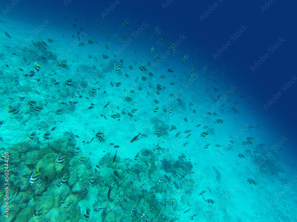 Underwater in the Indian Ocean. Coral reefs and their inhabitants ...