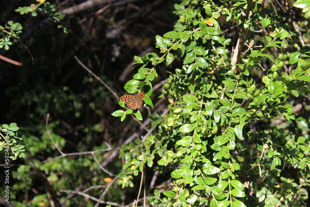 Butterfly called Lasiommata megera. Also known as the wall or wall ...