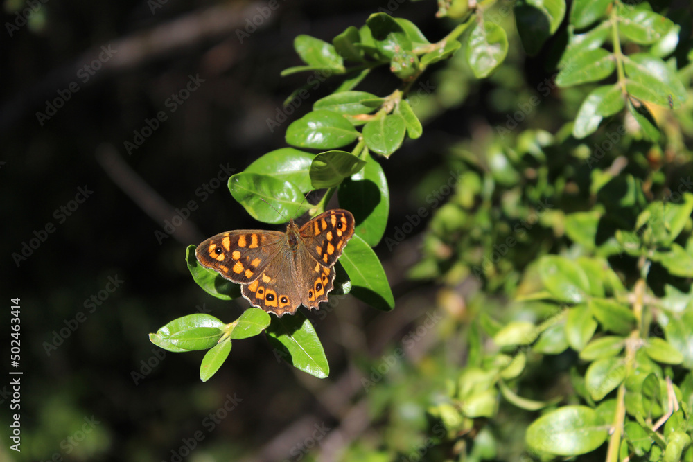 Butterfly called Lasiommata megera. Also known as the wall or wall ...