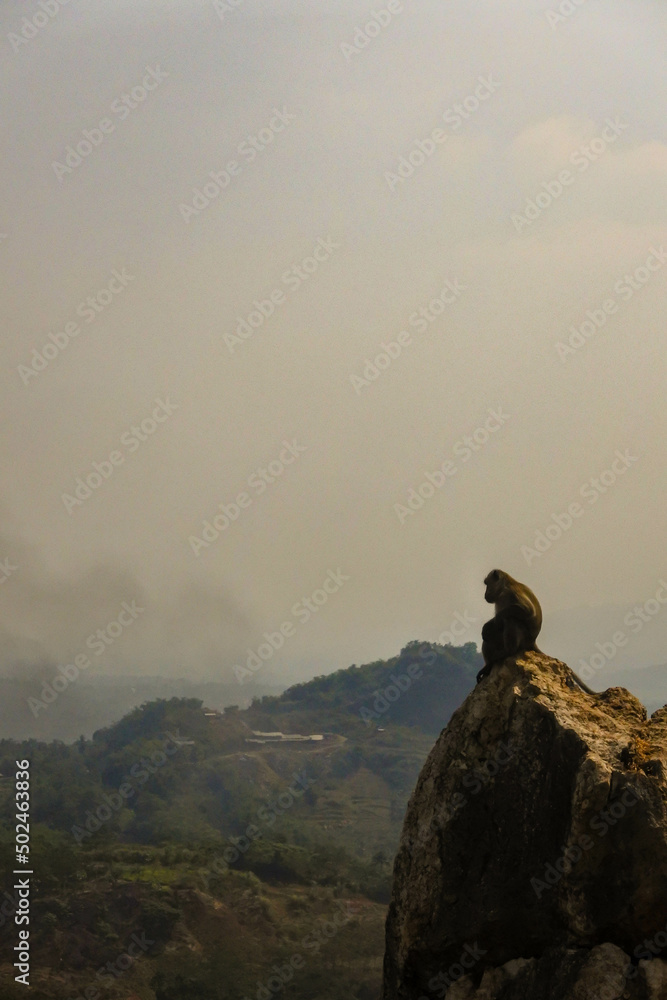 long tail monkey is sitting on the edge of a high rock cliff Stock ...