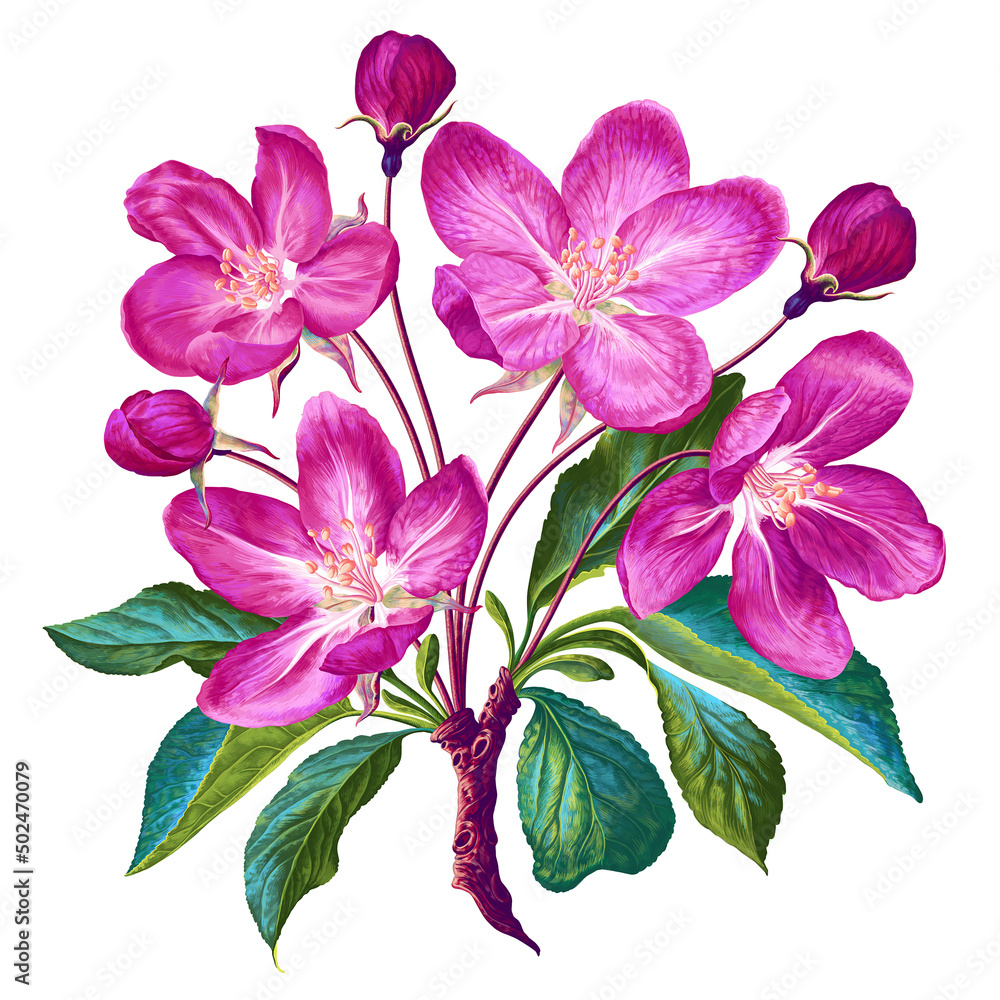 Vector illustration with branch of blooming apple tree. Realistic ...