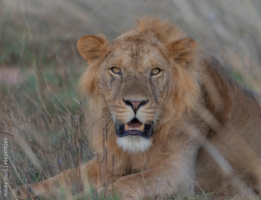 lion picture; big male lion in the wild; lion side view; male lion ...