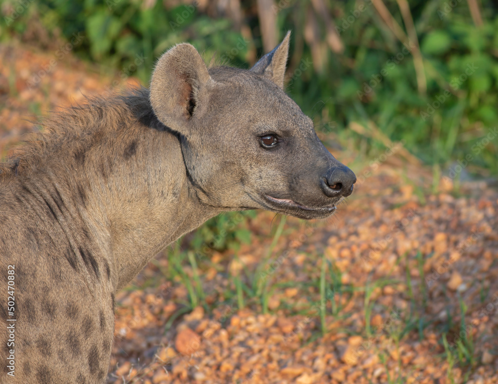 spotted hyena in the savannah; hyena in the wild; dog in the wild; wild ...