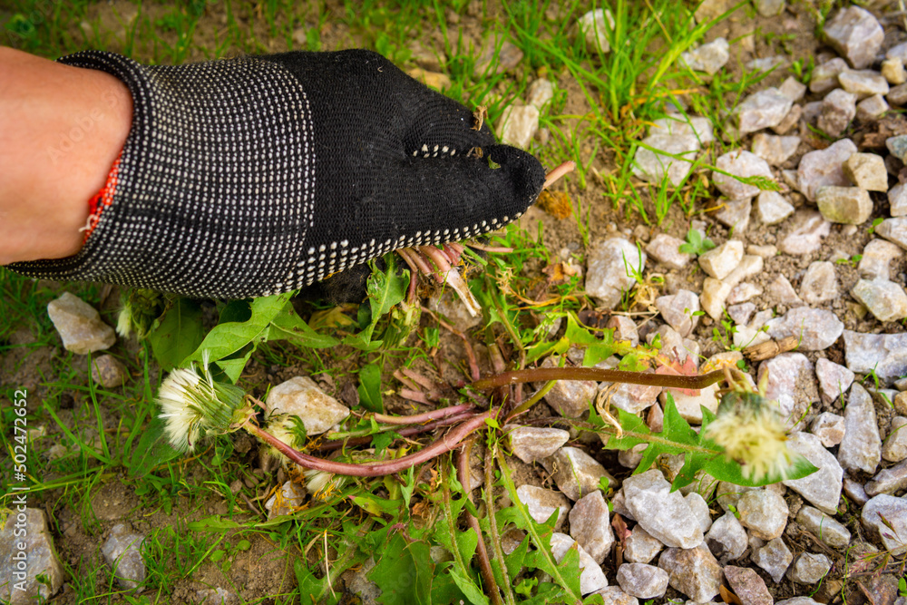 pulling weeds out of the ground by hand Stock Photo | Adobe Stock
