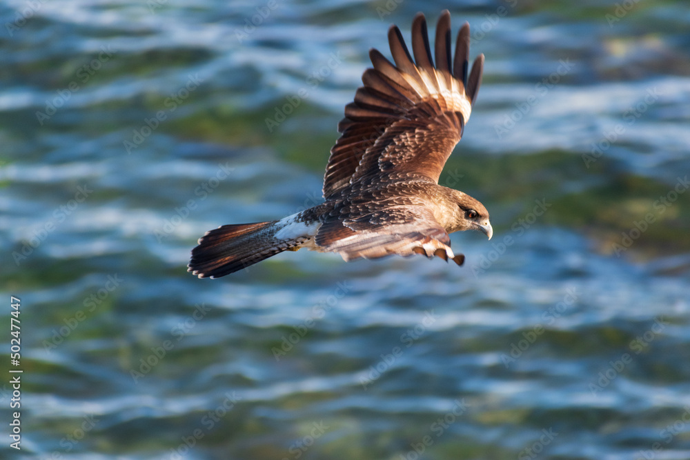 chimango o tiuque patagónico sobrevolando las aguas marinas costeras ...