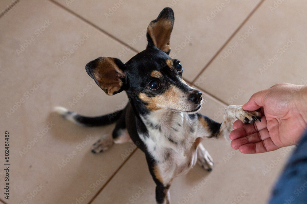 Foto de um cachorro femêa da raça fox paulistinha preto e branco com ...