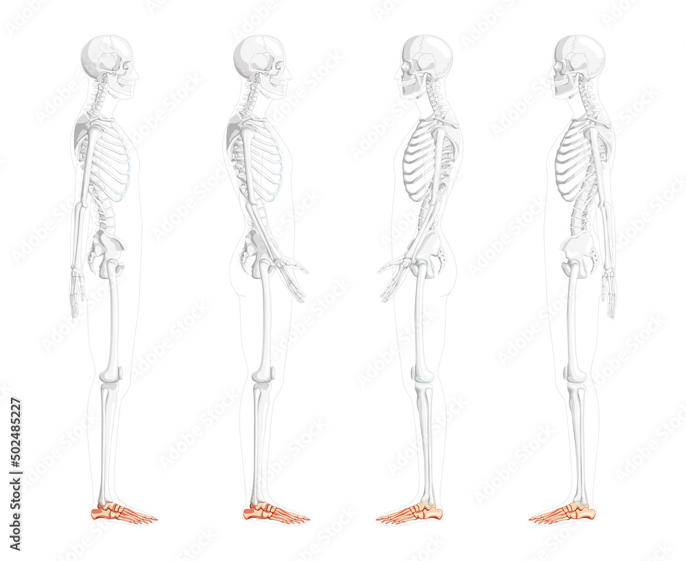Skeleton Foot ankle Bones Human side lateral view with partly ...