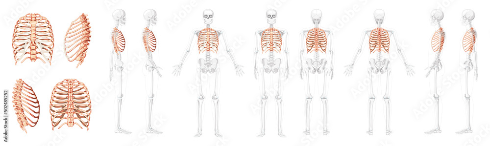Set of Rib cages Skeleton Human with separated and partly transparent ...