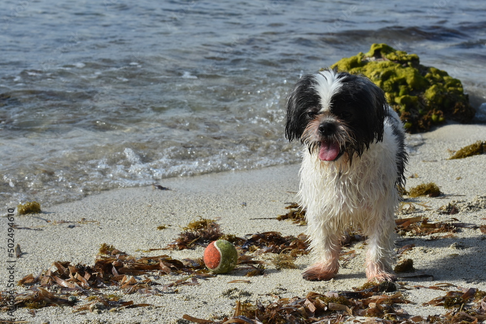 black and white dog playing fetch on the beach sand near ocean ...