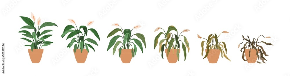 Potted flower plant withering phases, life cycle. Houseplant stages ...