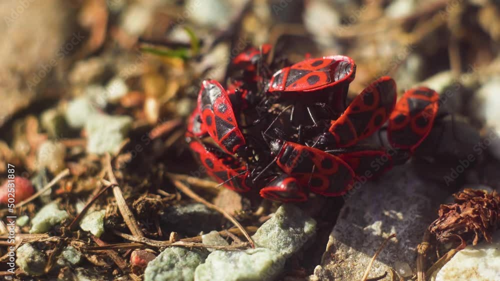 Lot of wingless red bugs show aggression towards another insect ...