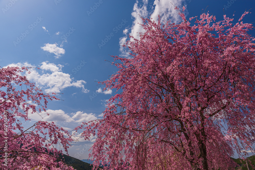 Amazing spring scene in Japan. The weeping cherry trees are in full ...