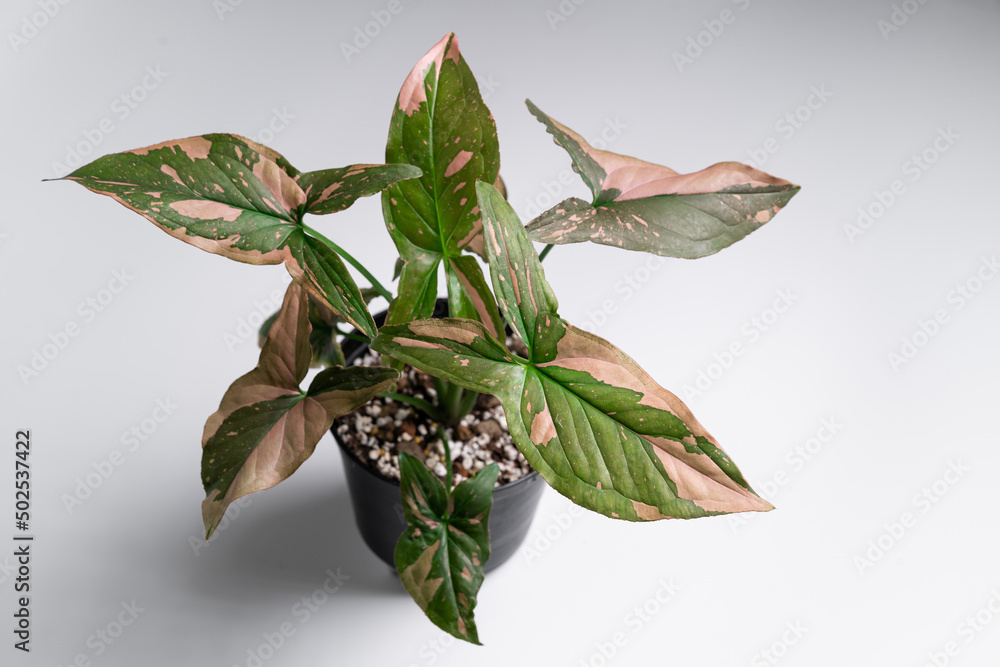 Syngonium Pink Splash in isolated white background. Syngonium ...