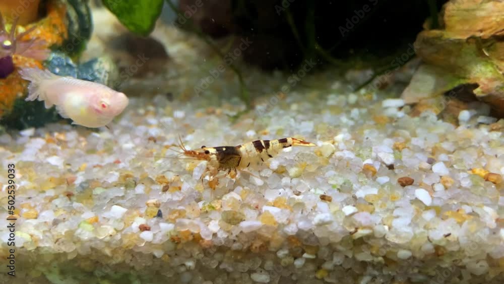 Black Taiwan Crystal Bee Shrimp walks toward an albino white female ...
