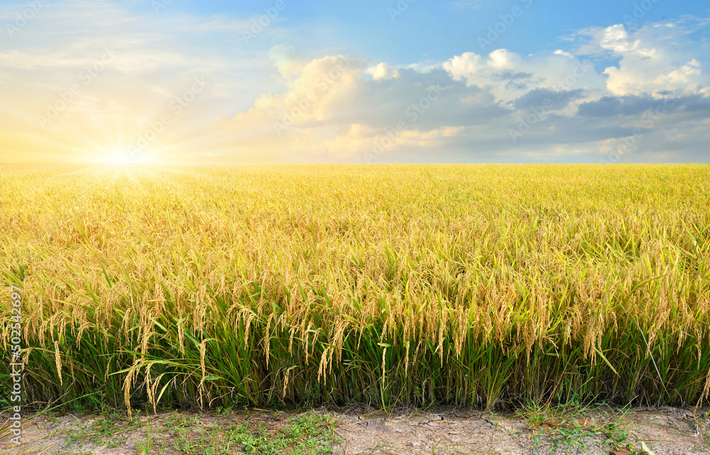 Rice Field Harvest Wallpaper