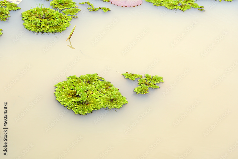 river weeds covered on the water surface Stock Photo | Adobe Stock