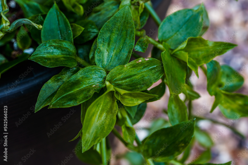 Healthy, green, trailing, wandering jew plant in a container outdoors ...