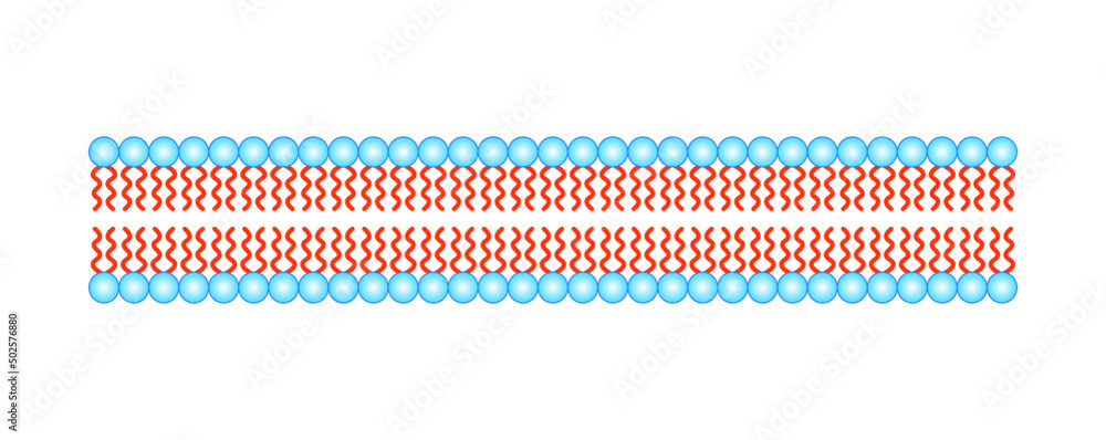 Scientific Designing Of Phospholipid Bilayer Structure. The Cell Membrane Structure. Vector ...