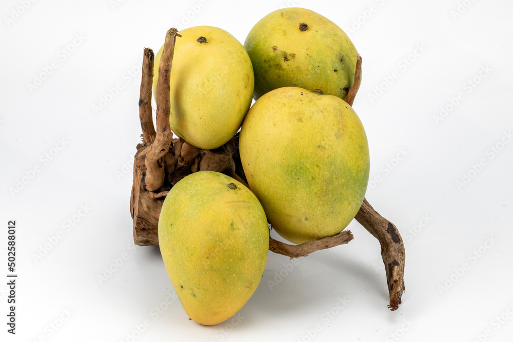 Mangoes Badami / Alphonso isolated in white background, shot using ...