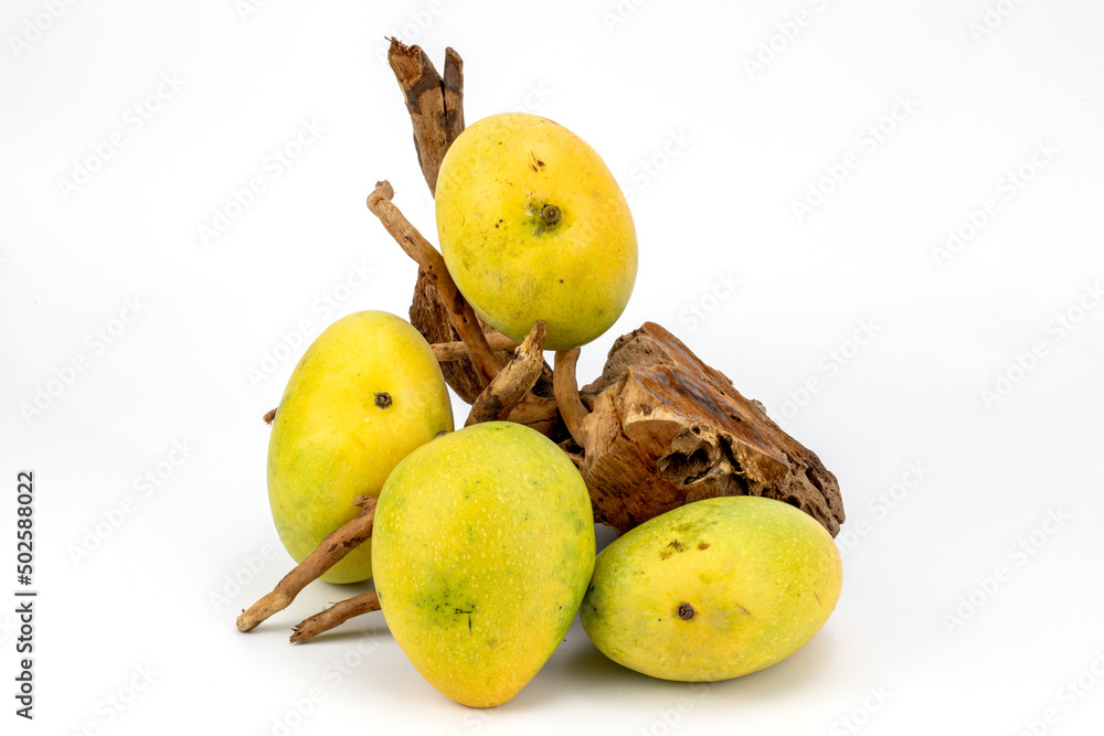 Mangoes Badami / Alphonso isolated in white background, shot using ...