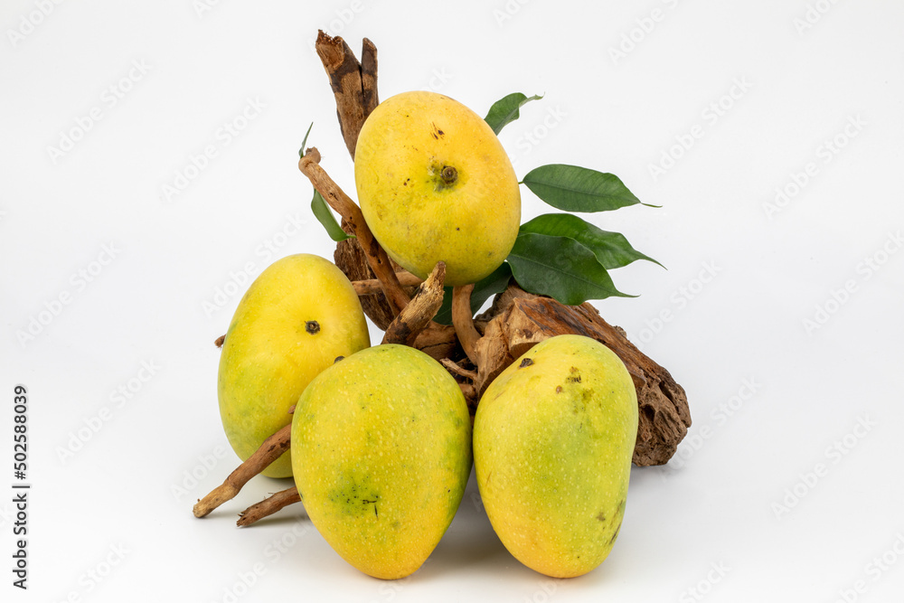 Mangoes Badami / Alphonso isolated in white background, shot using ...